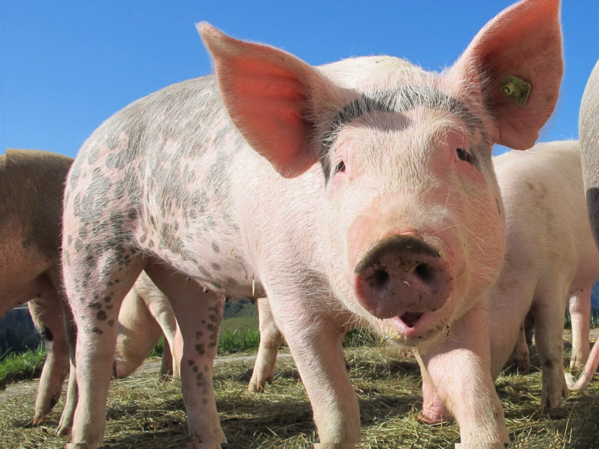 Toxidex In Vivo Zearalenona - Chemical Pharm